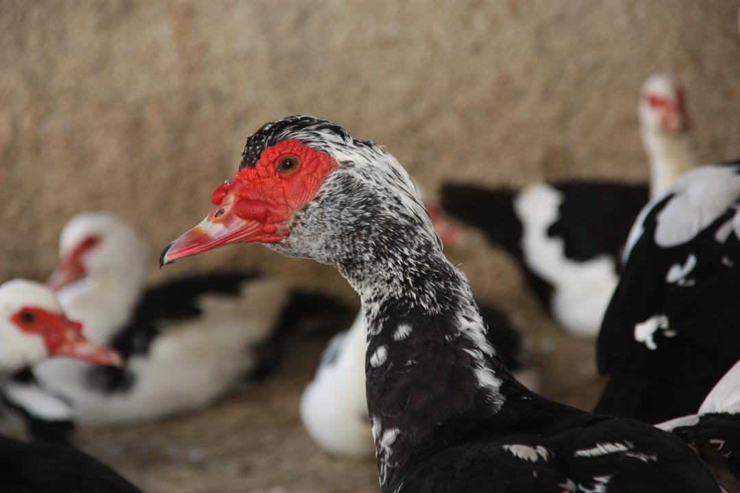 Παπια Muscovy - FARMA PALATIA