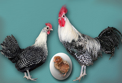 Κότες Fayoumi - FARMA PALATIA